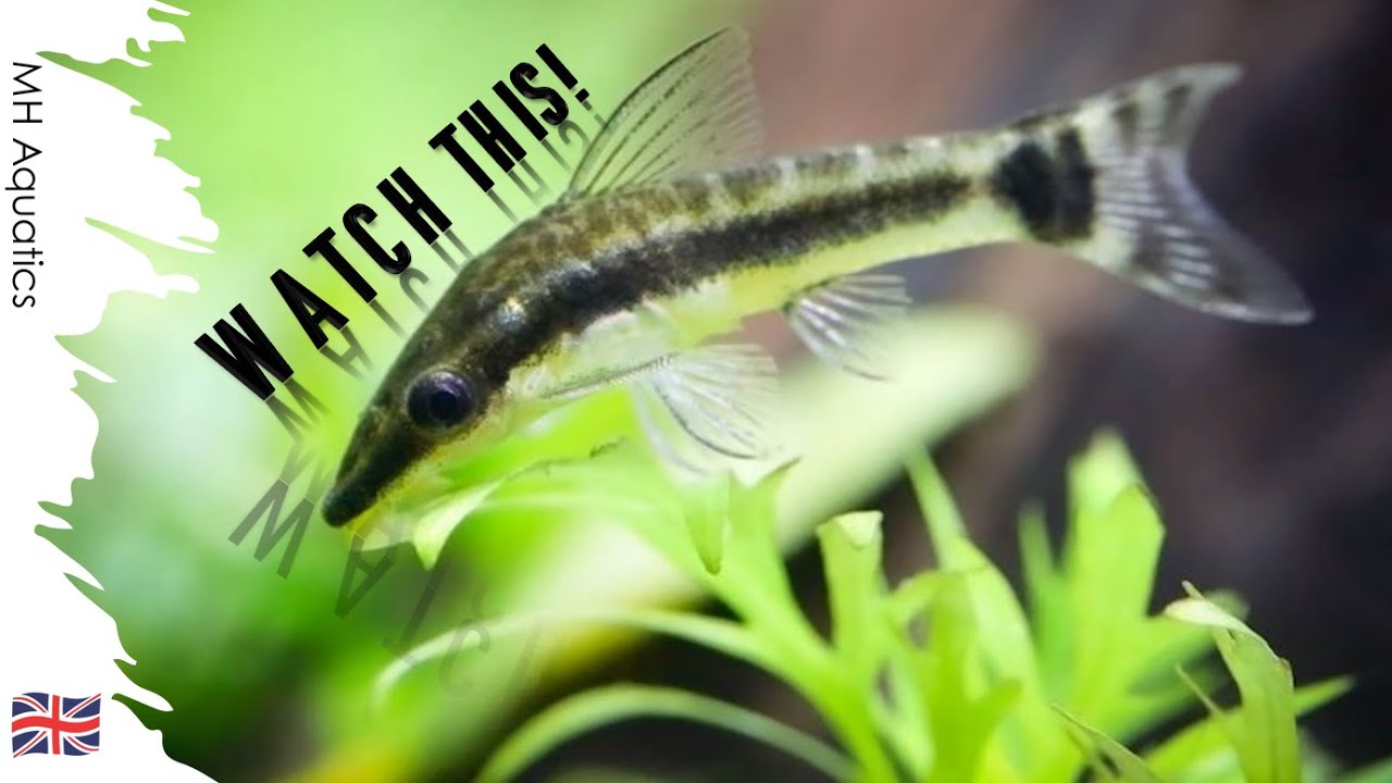 How to Breed Otto fish | Breeding Otocinclus - YouTube