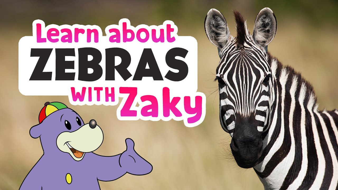 Learn About Zebras & Sing With Zaky 🦓 - YouTube