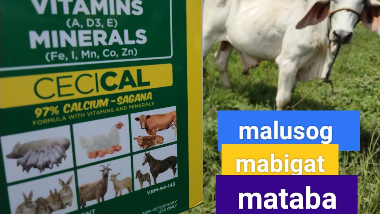 PAANO BA? BIGYAN NG VITAMINS ANG MGA BAKA,, PARA MAGING MATABA,,MALUSOG ...