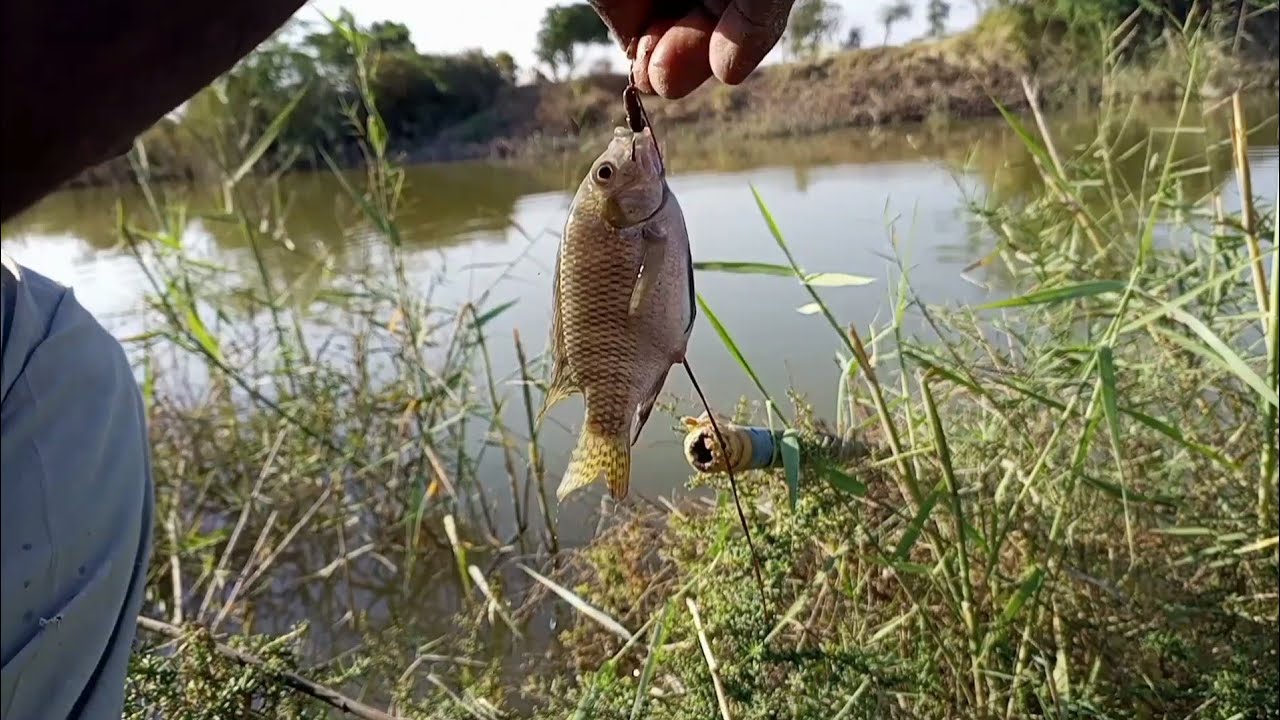 Fish Fishing | Catching fish | Hunting Fish From Using Tow Hook - YouTube