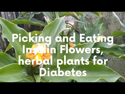 Picking and Eating Insulin Flowers,Insulin Plants,Herbal plants for ...