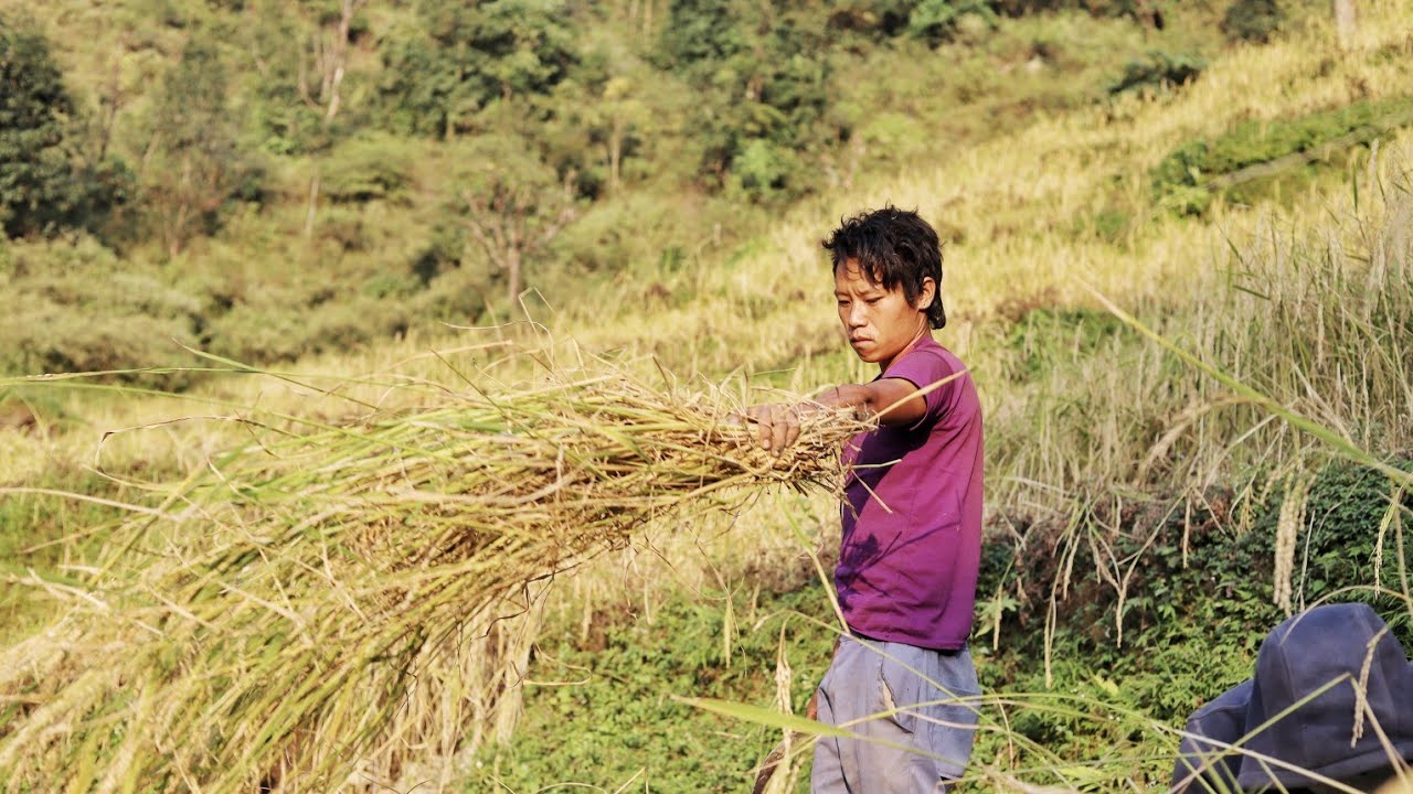 गाउ घरमा धान यसरी काटिन्छ (Dhan kateko vlog) - YouTube
