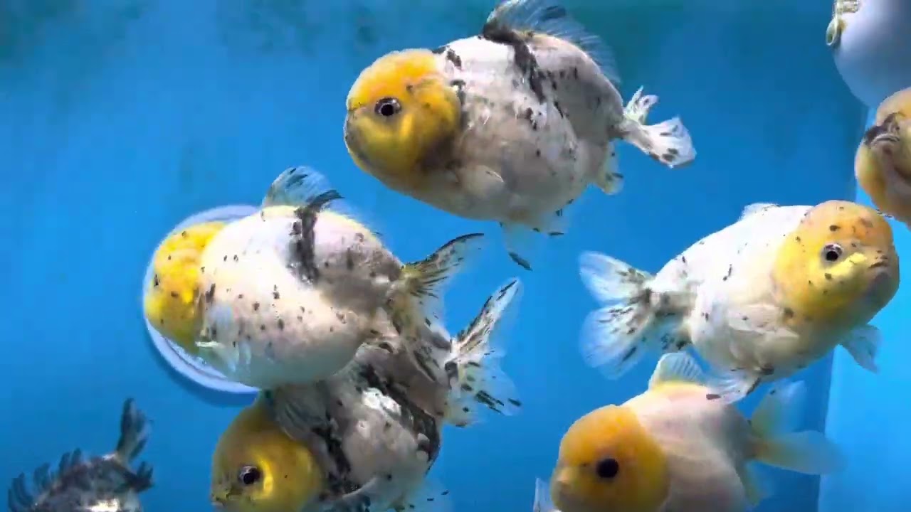 Goldfish Island UPICKYULEGR354 - YouTube