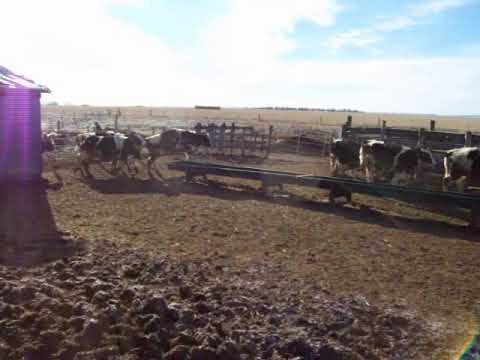 Cows Loading - YouTube