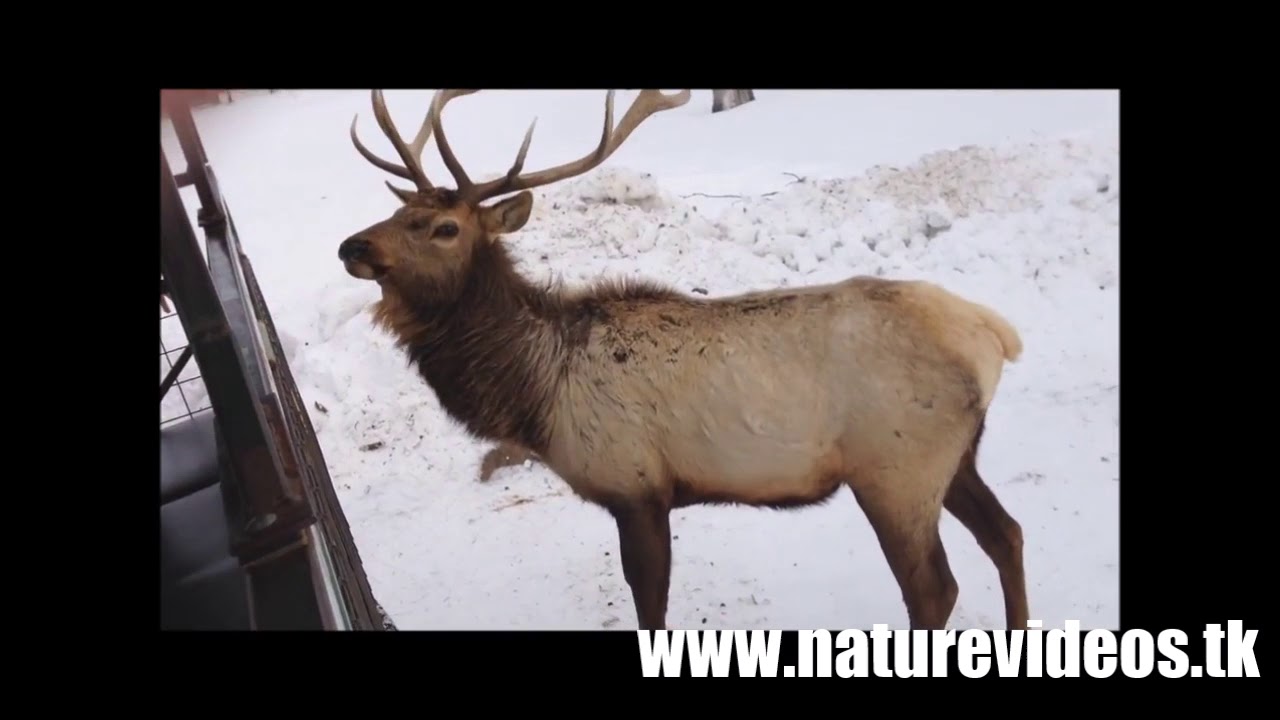 Relaxing Nature footage of Various Animals - YouTube