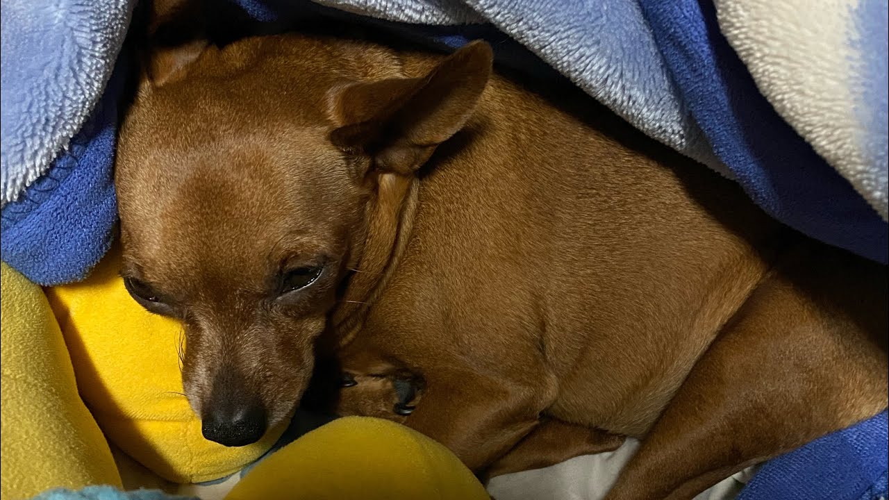 MINI PINSCHER ANGRY WHEN I TRY TO WAKE HER UP😂 - YouTube