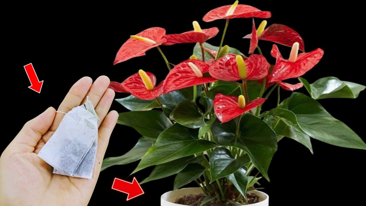 Just 1 sachet makes Anthurium explode with so many flowers - YouTube
