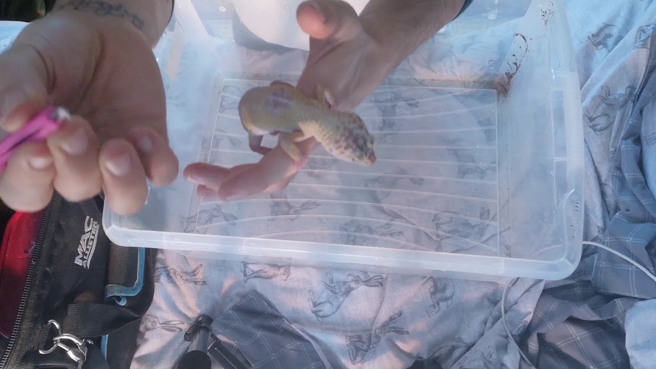 HOW TO - LEOPARD GECKO DROPPED TAIL AND STUCK SHED - YouTube