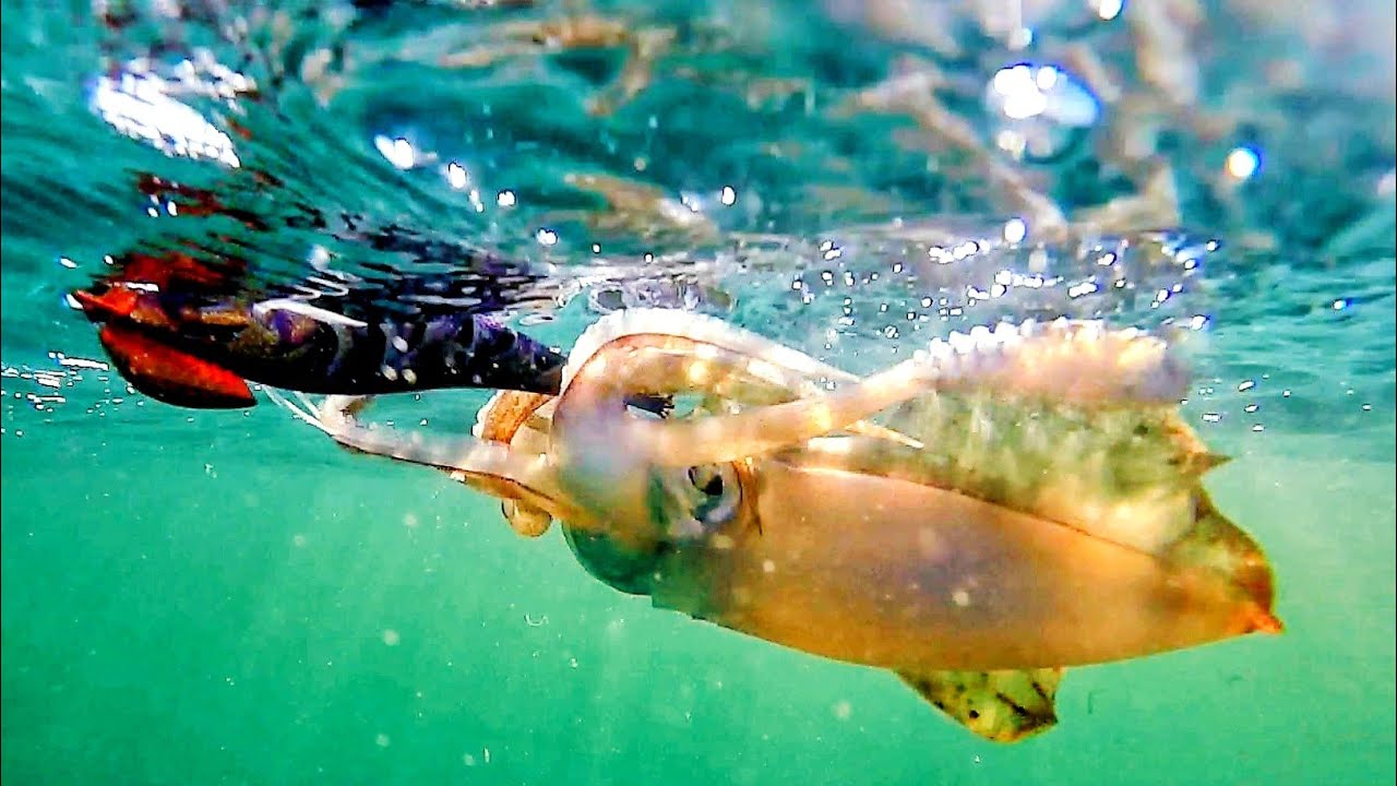 Fishing the Ocean Catching a Bounty! for an Awesome Feed - YouTube