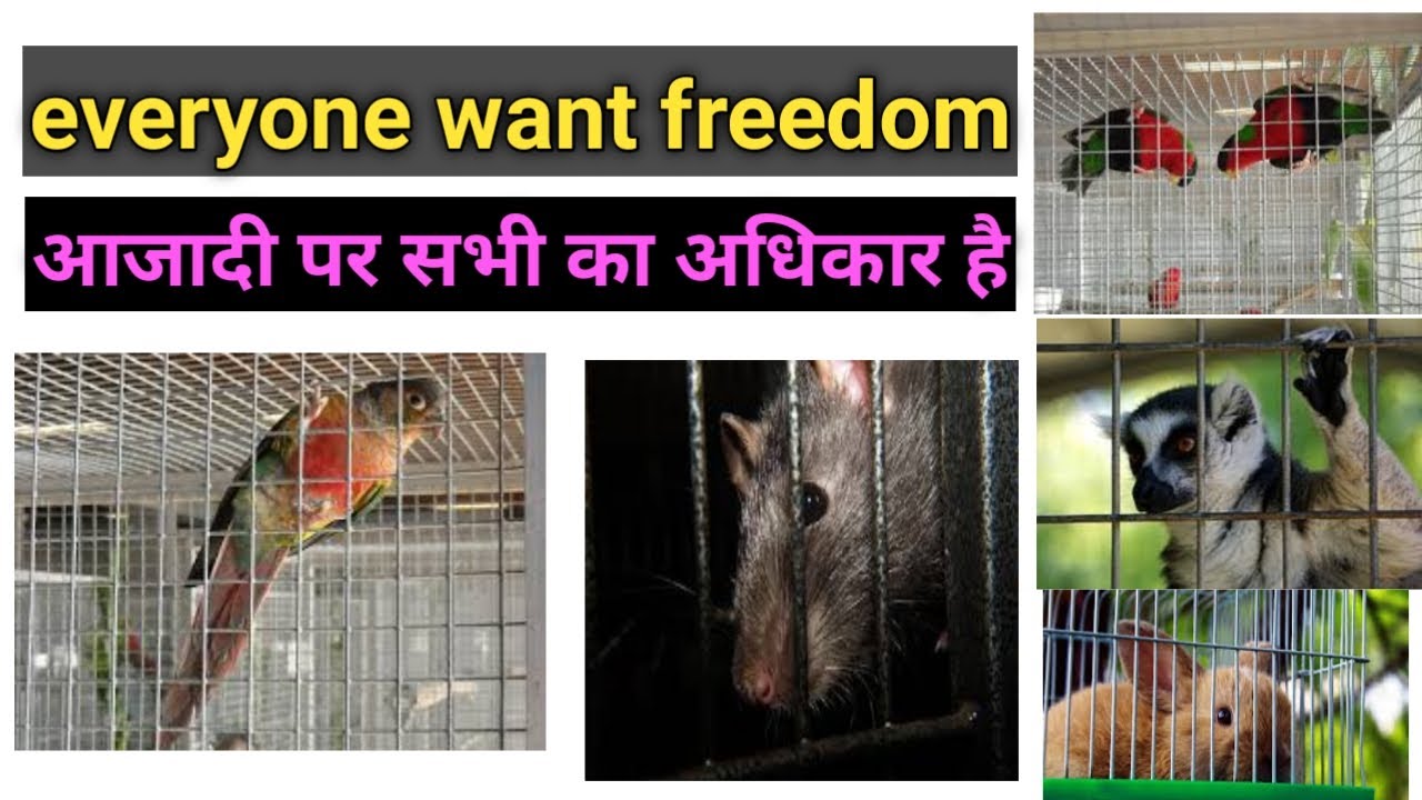 Animals Freedom | Animals | Freedom of Animals | Freedom | जानवरों की ...