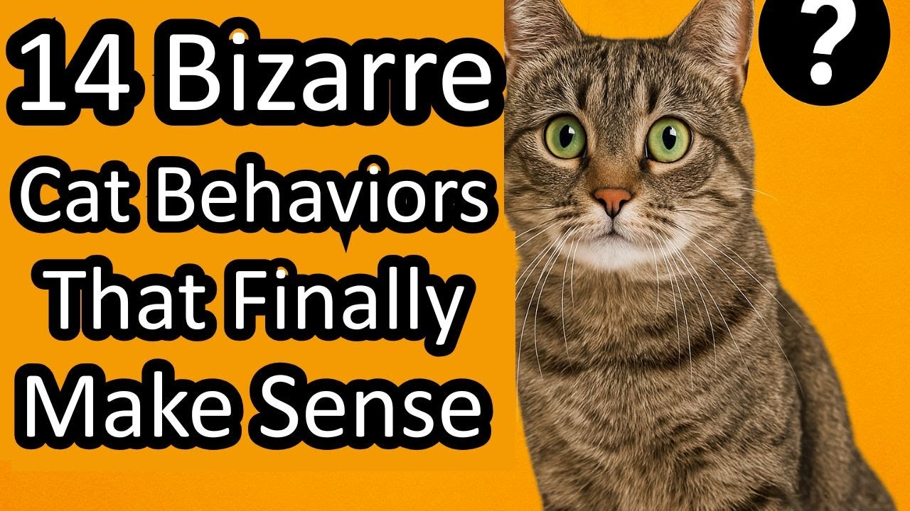 14 Bizarre Cat Behaviors That Finally Make Sense - YouTube