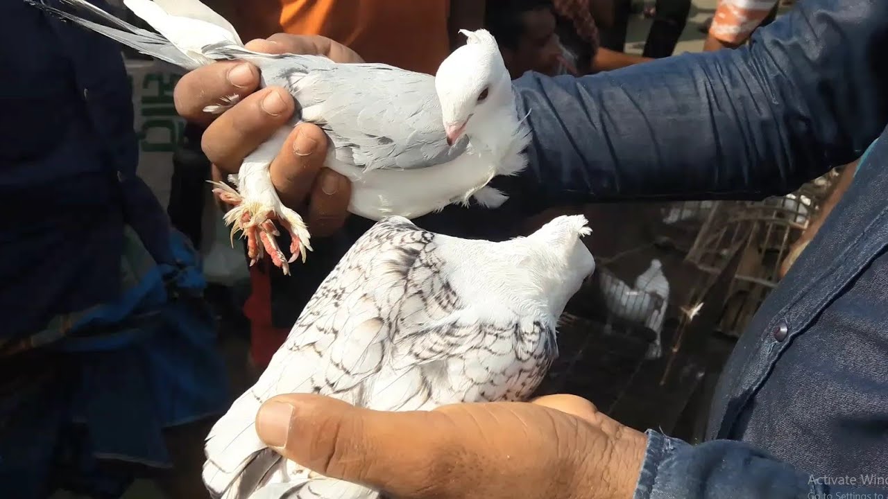 Unique Pigeon Market | Katakhali Pigeon Market | Pigeon Market. - YouTube