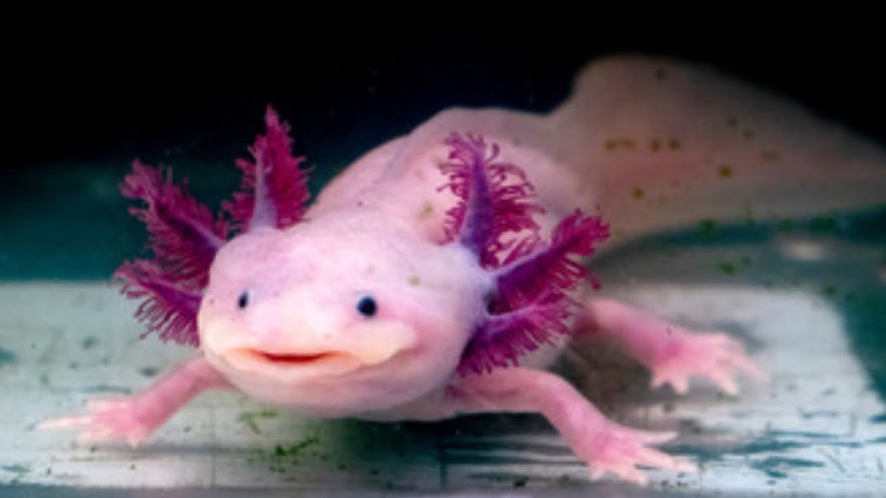 This Lesser-Known Creature Is Critically Endangered, and It Needs Our ...