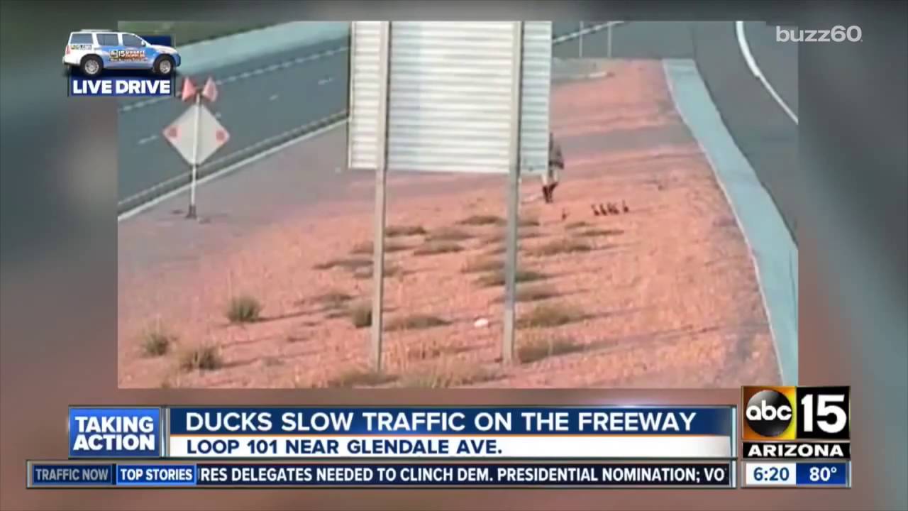 Why Did The Ducks Cross The Road?? - YouTube