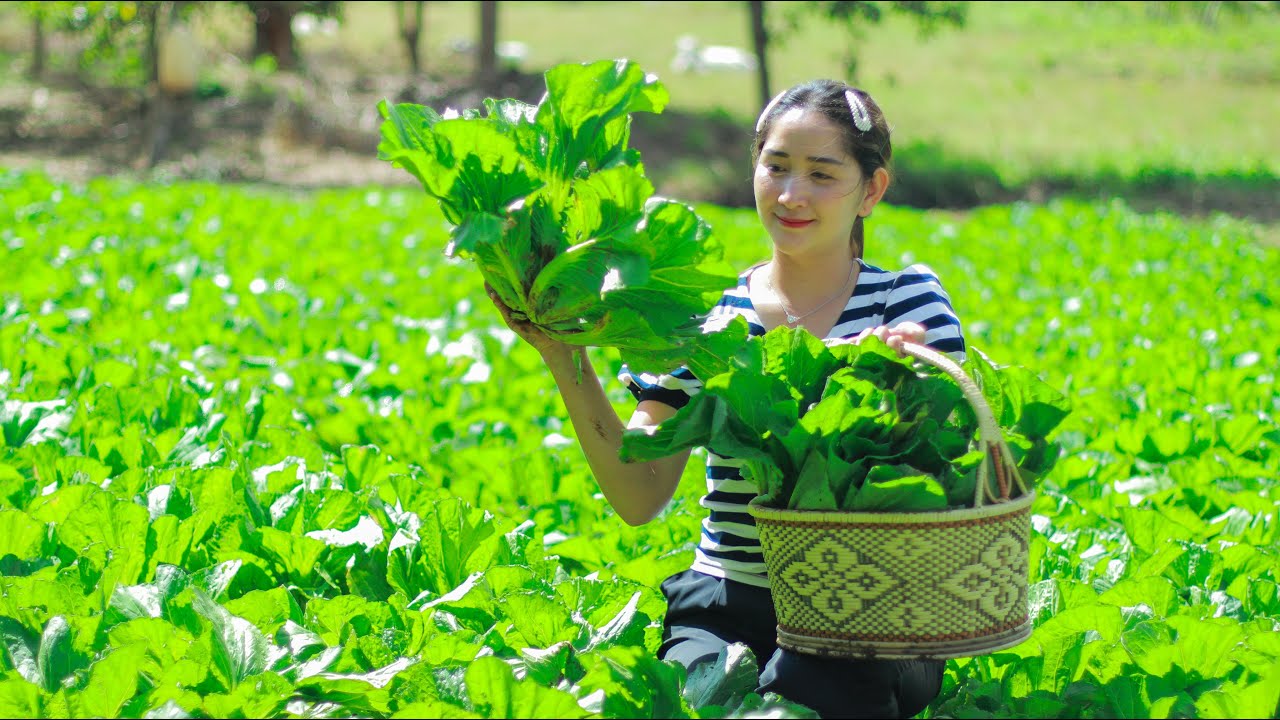 Collect Green Mustard For Recipe | Green Mustard Pickle Process - YouTube