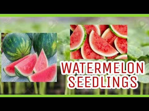 TRANSPLANTING WATERMELON SEEDLINGS ( Here's How we did it ) - YouTube