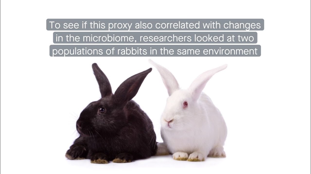 Breeding rabbits for a proxy of resilience can alter their gut ...
