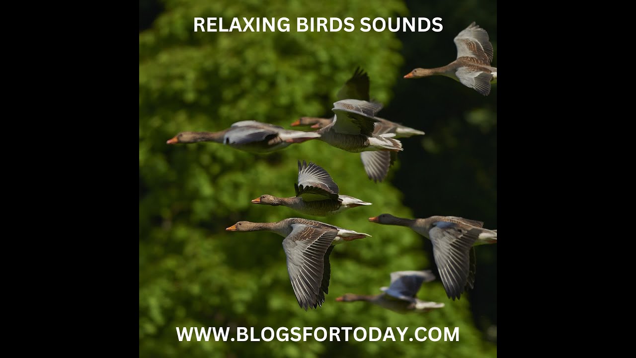 Sounds Of Birds Nature Music Relaxing Bird Sounds With Music For ...