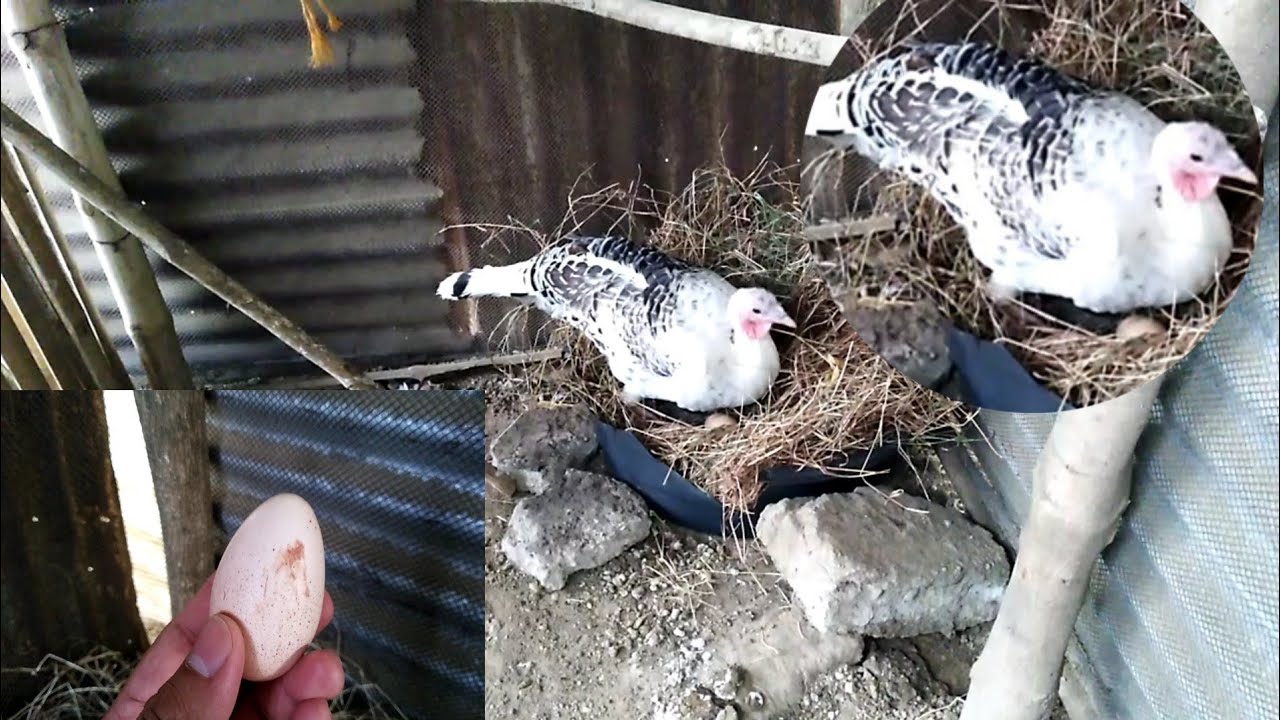 BACKYARD BREEDING UMITLOG NA ANG ATING TURKEY (PABO FARMING) ANAK NG ...