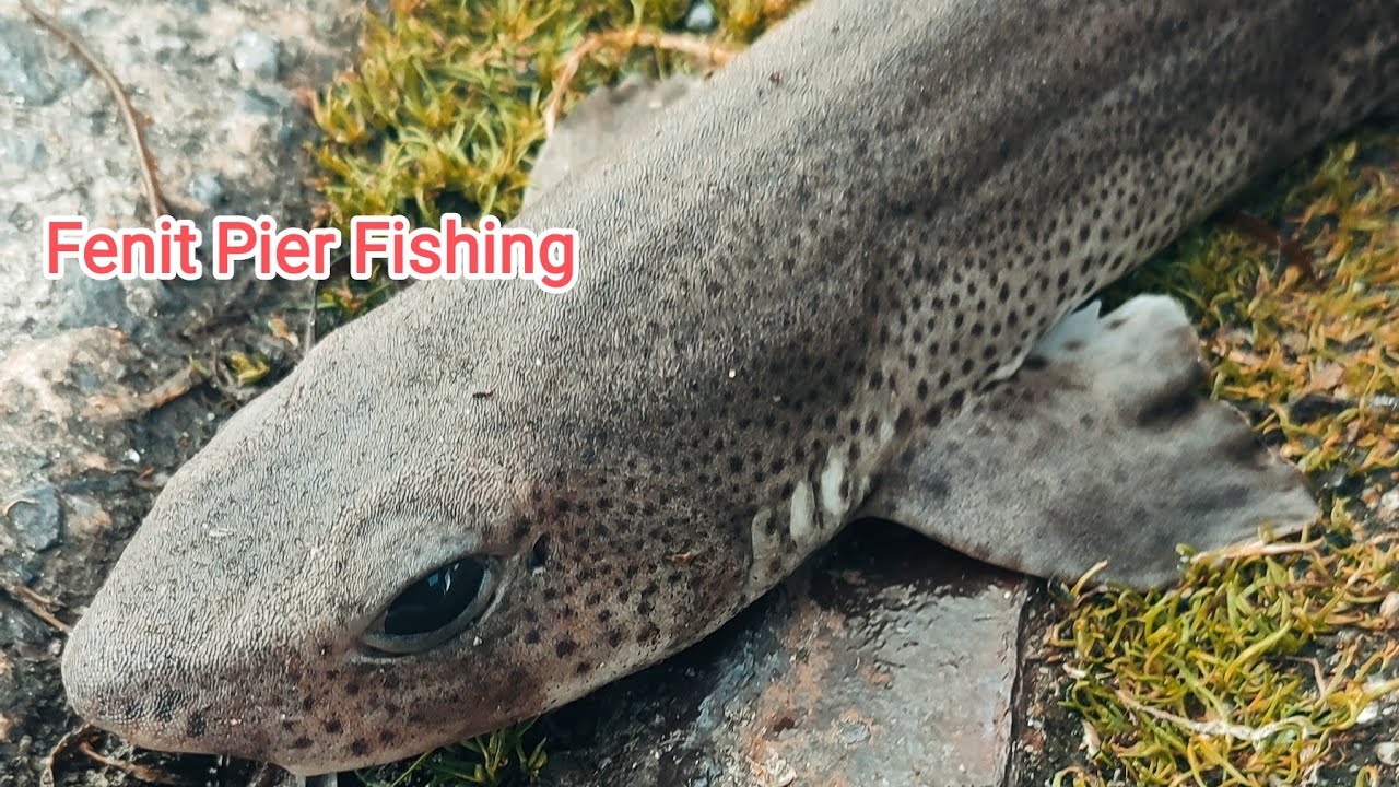 Fenit Pier fishing Dogfish, Flounder, Mackerel 🦈🦈🎣#fishingvideo # ...