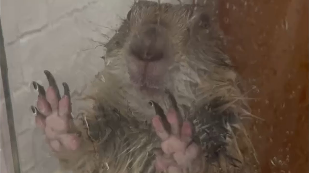 Bath, blowout, breakfast: Poppy's recipe for a paw-fect day! - YouTube