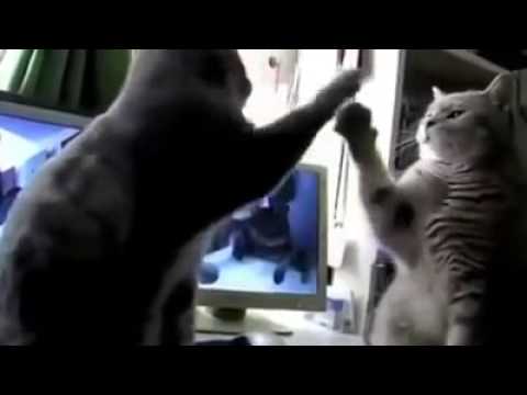 Speaking Cats (german) - YouTube