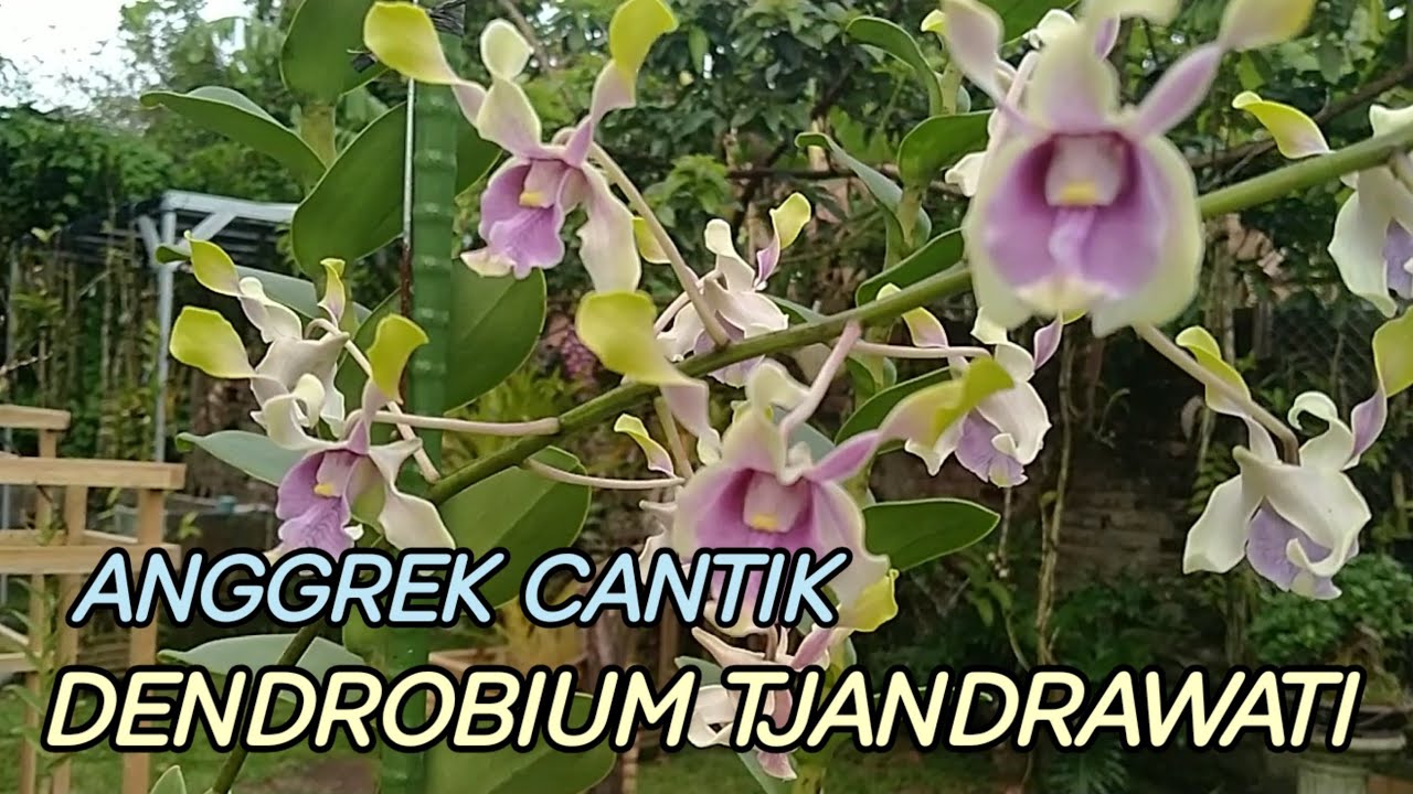 Anggrek Cantik, Dendrobium Tjandrawati - YouTube