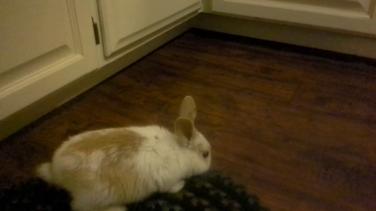 Rabbits rabbits rabbits - YouTube
