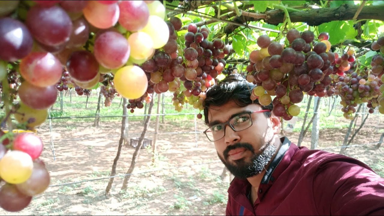 70 ഏക്കറിലെ മുന്തിരി തോട്ടം Grape Farm in Kambam - YouTube