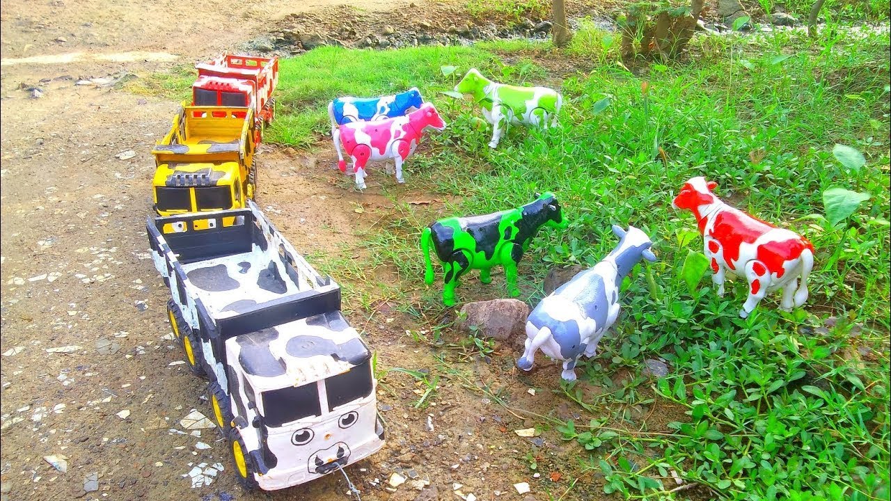 WADIDAU PROSES SAPI LUCU MELAHIRKAN CESAR ‼️ SIMULASI POTONG SAPI LUCU ...