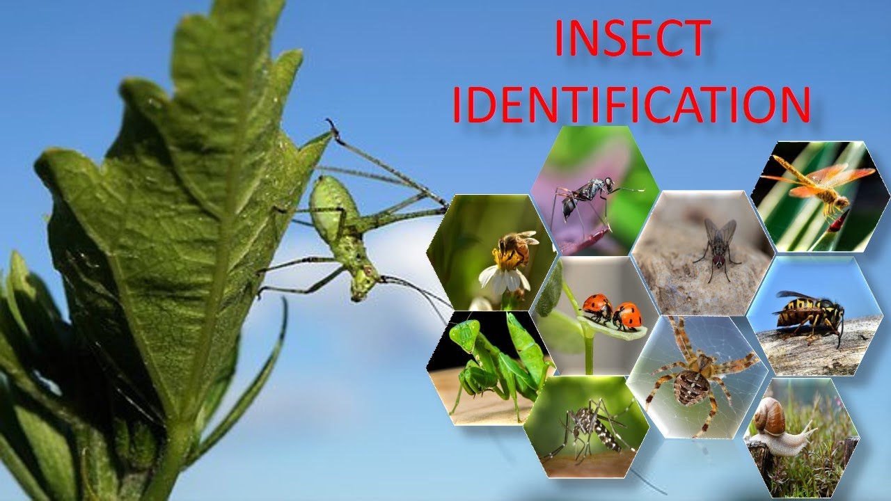 Learn to identify Insects | Identification of insects with videos ...