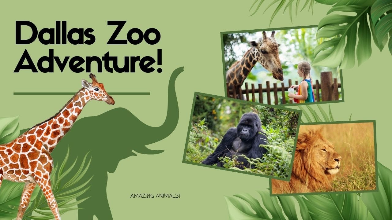 Ultimate Dallas Zoo Visit: A Day with Amazing Animals & Wildlife! - YouTube