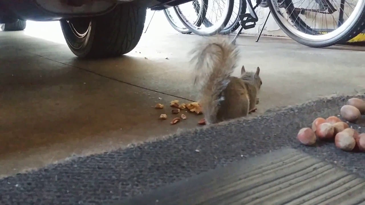 Saturday's Squirrels - YouTube