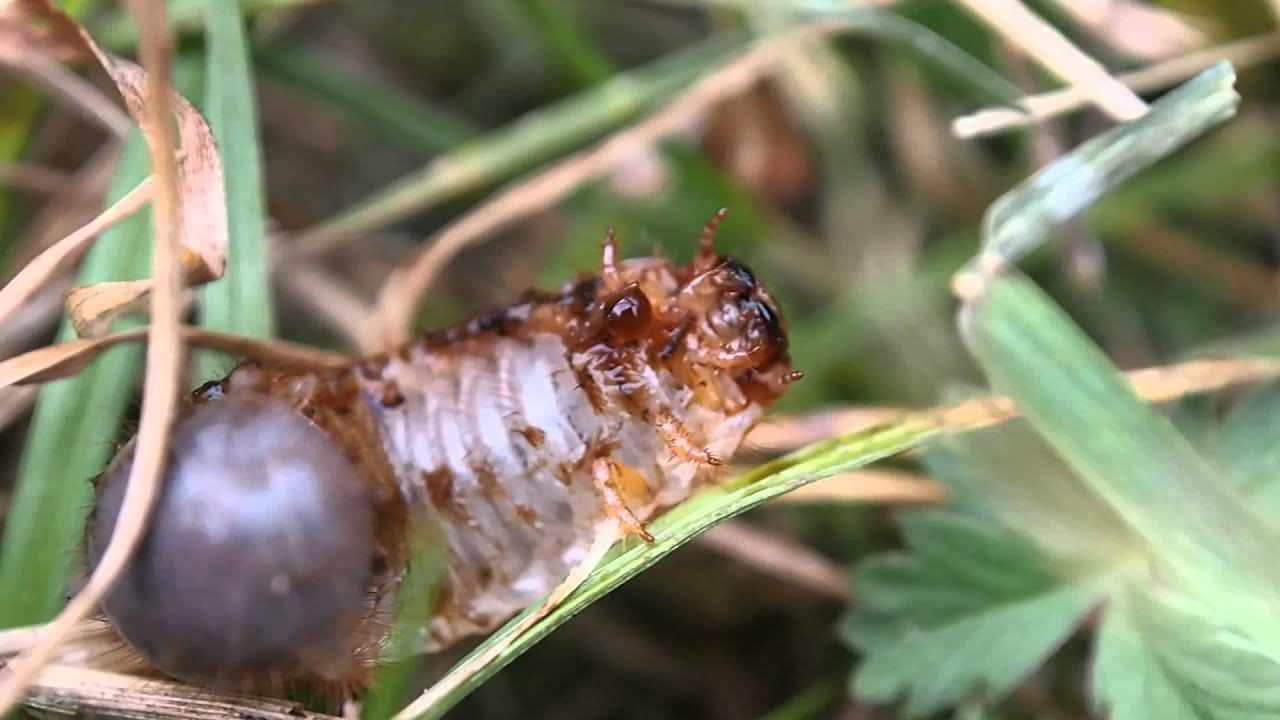Giant Larva lays on backside - YouTube