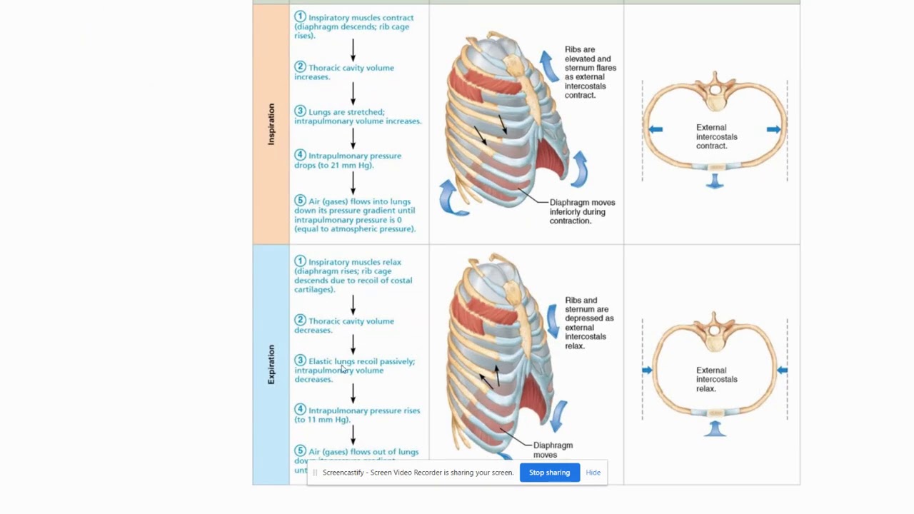 Chapter 22 - pulmonary physiology - YouTube