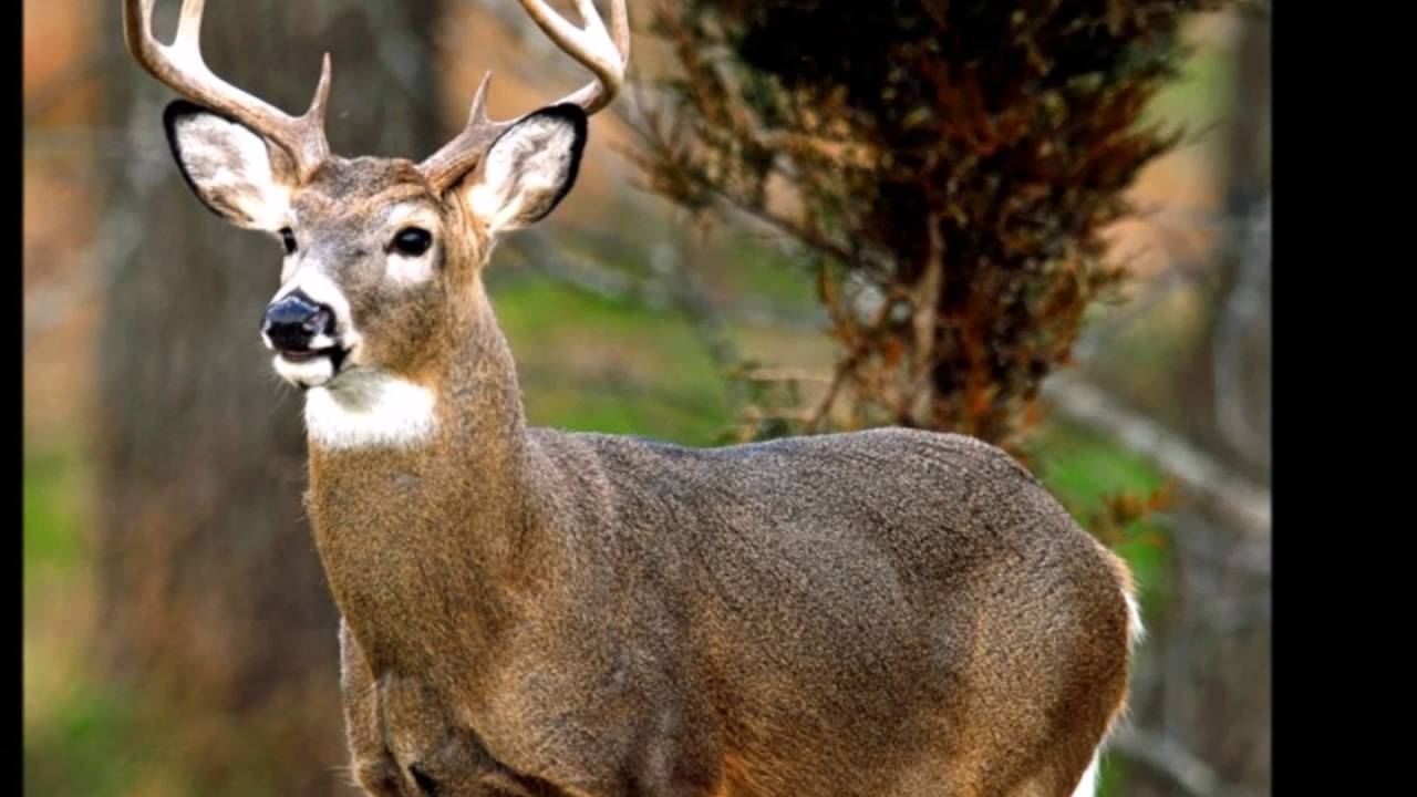 Venado Cola Blanca - YouTube