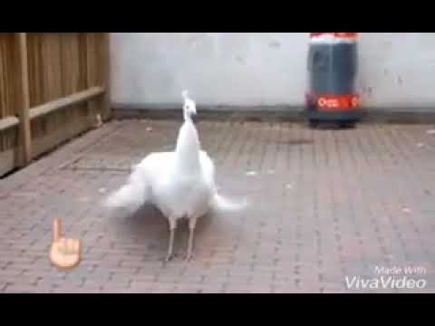 möcüze