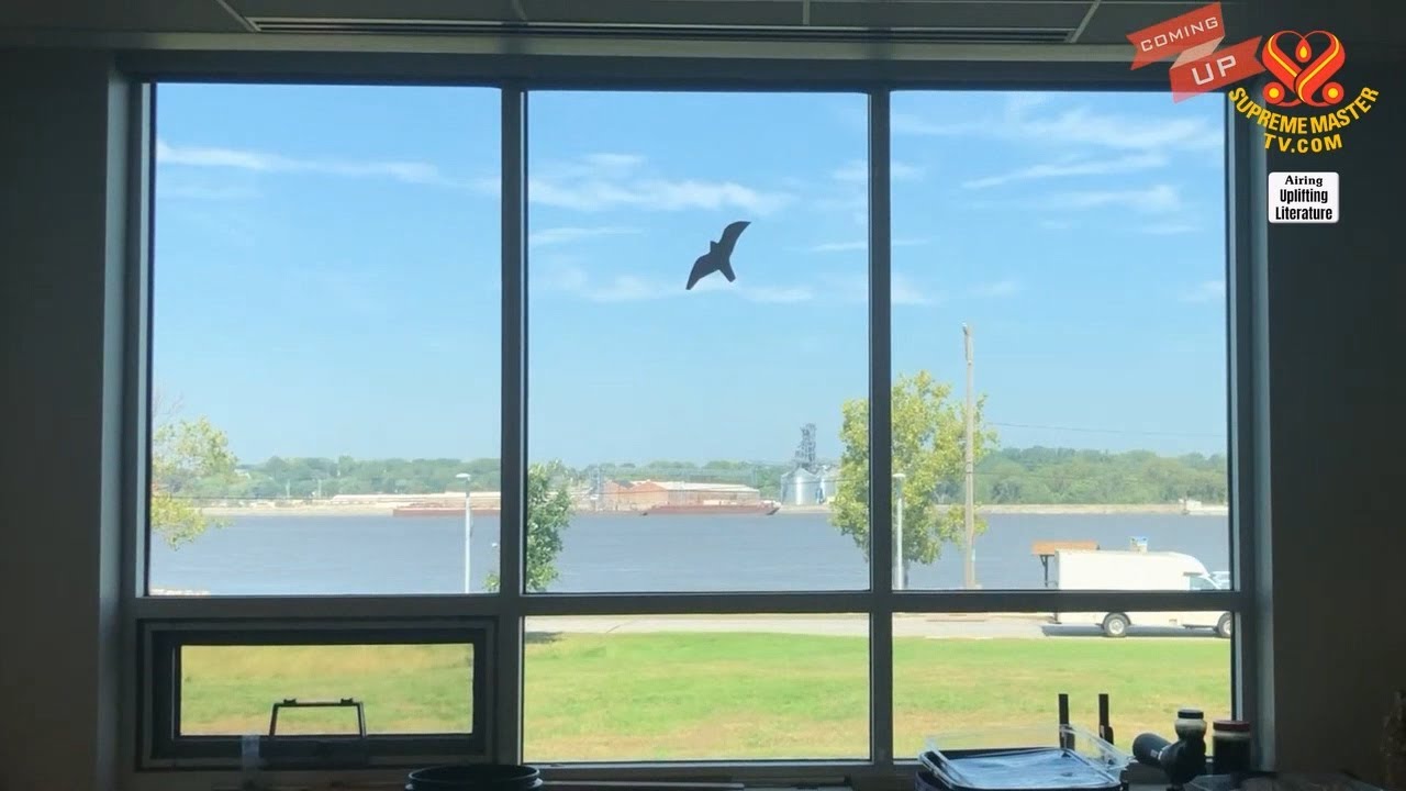 2167 UL “Solid Air: Invisible Killer- Saving Billions of Birds from ...