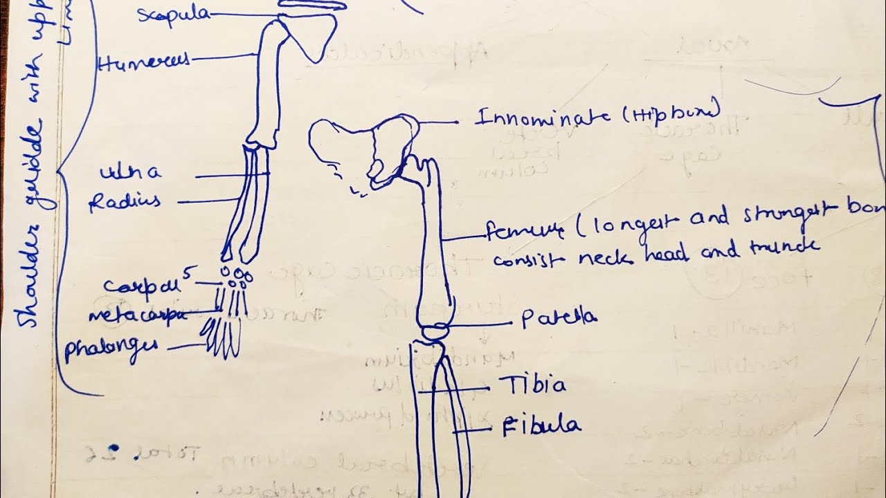 How to learn bones of the body and an easiest way to memorize the ...