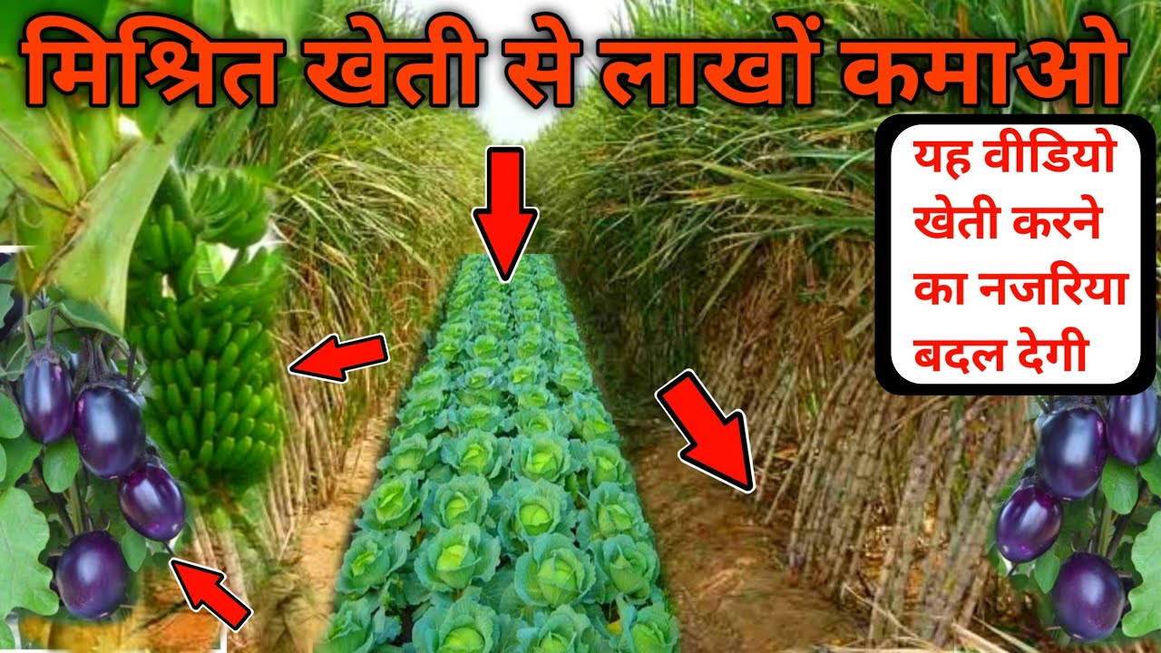 multilayer farming , mixed farming model, मिश्रित खेती कैसे करें ...