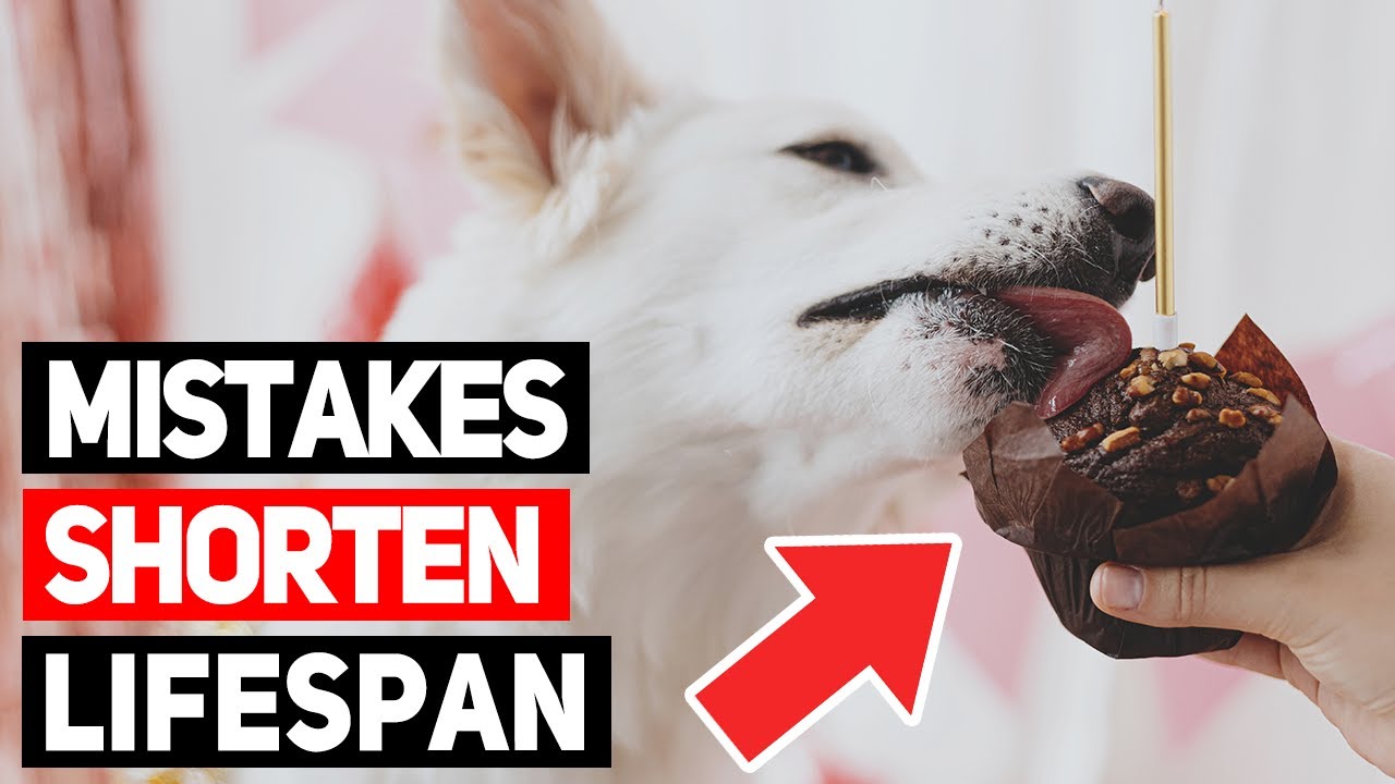 Avoid These Critical Mistakes That Shorten Your Pet’s Lifespan - YouTube