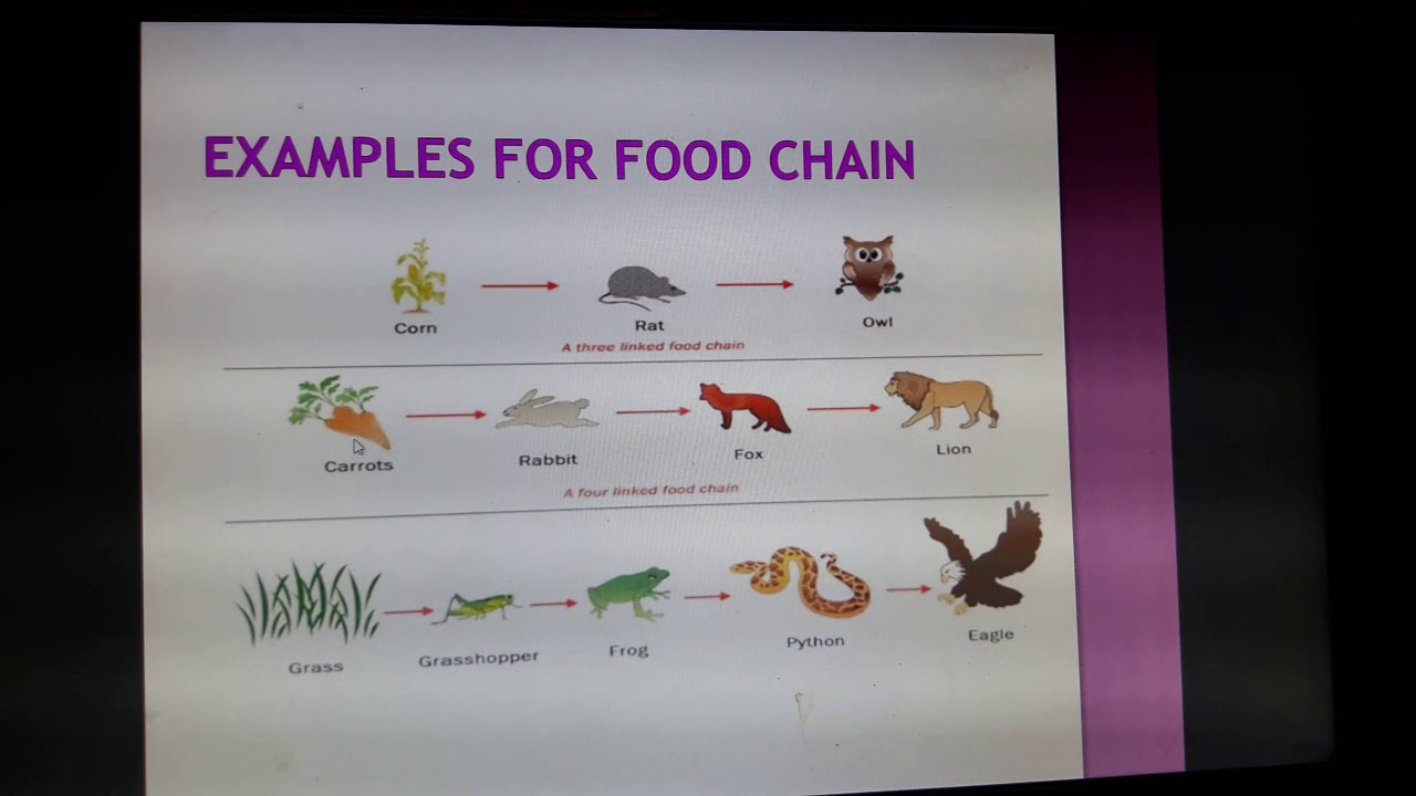 Routes of exposure and transport of toxicants through food chain - YouTube