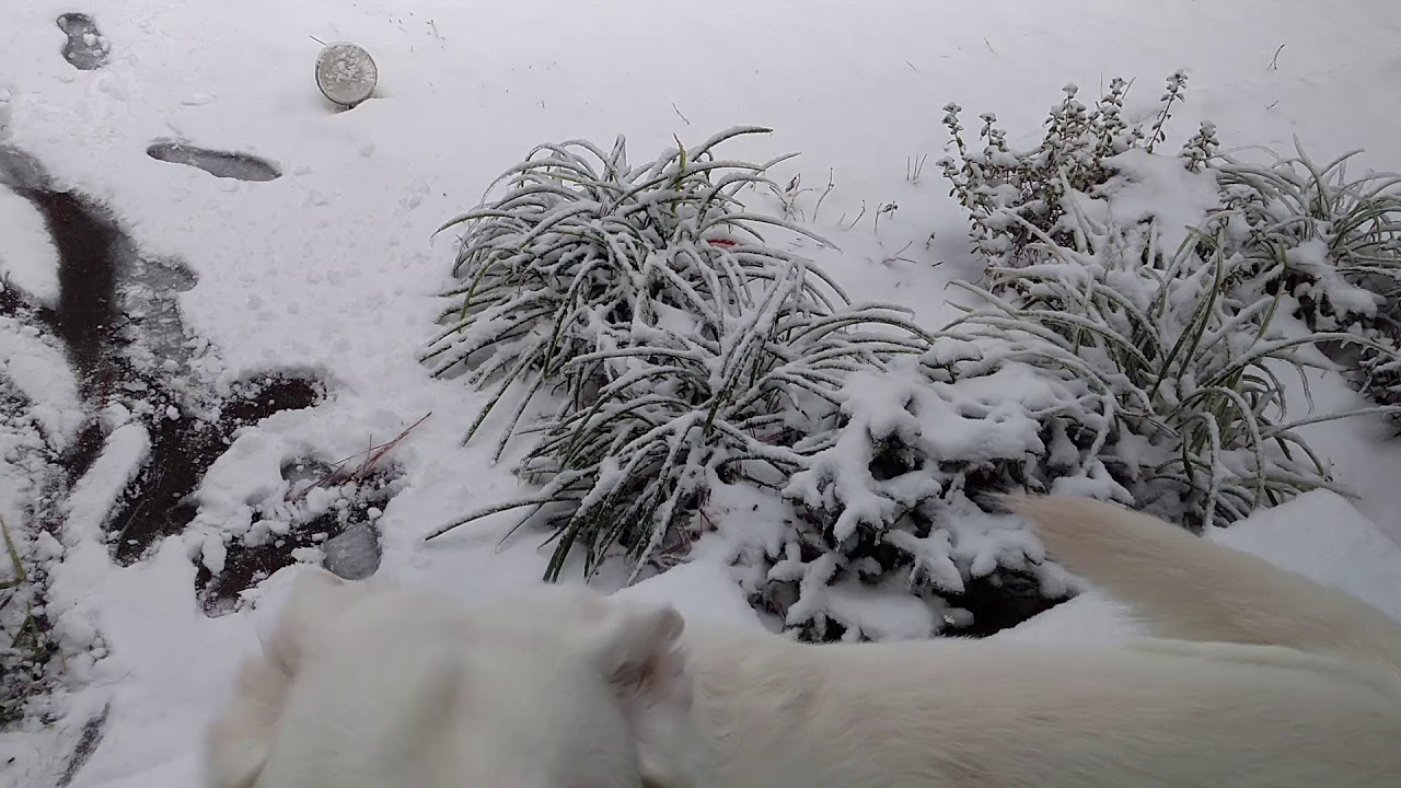 Casper first snow - YouTube