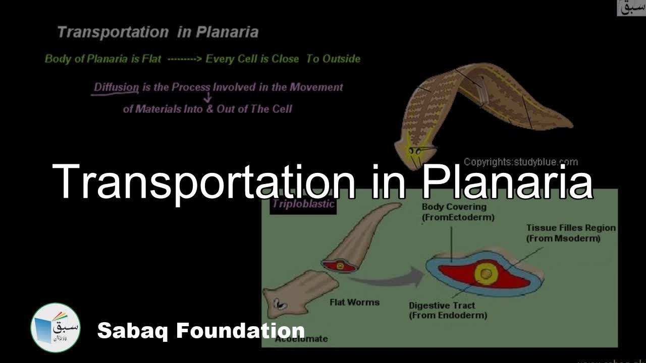 Transportation in Planaria, Biology Lecture | Sabaq.pk - YouTube