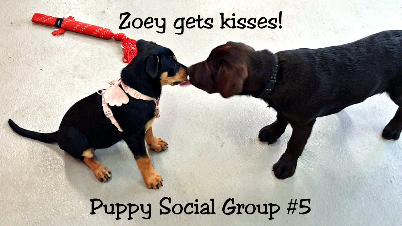 Zoey gets kisses from a Chocolate Lab! - Puppy Social Group #5 - YouTube