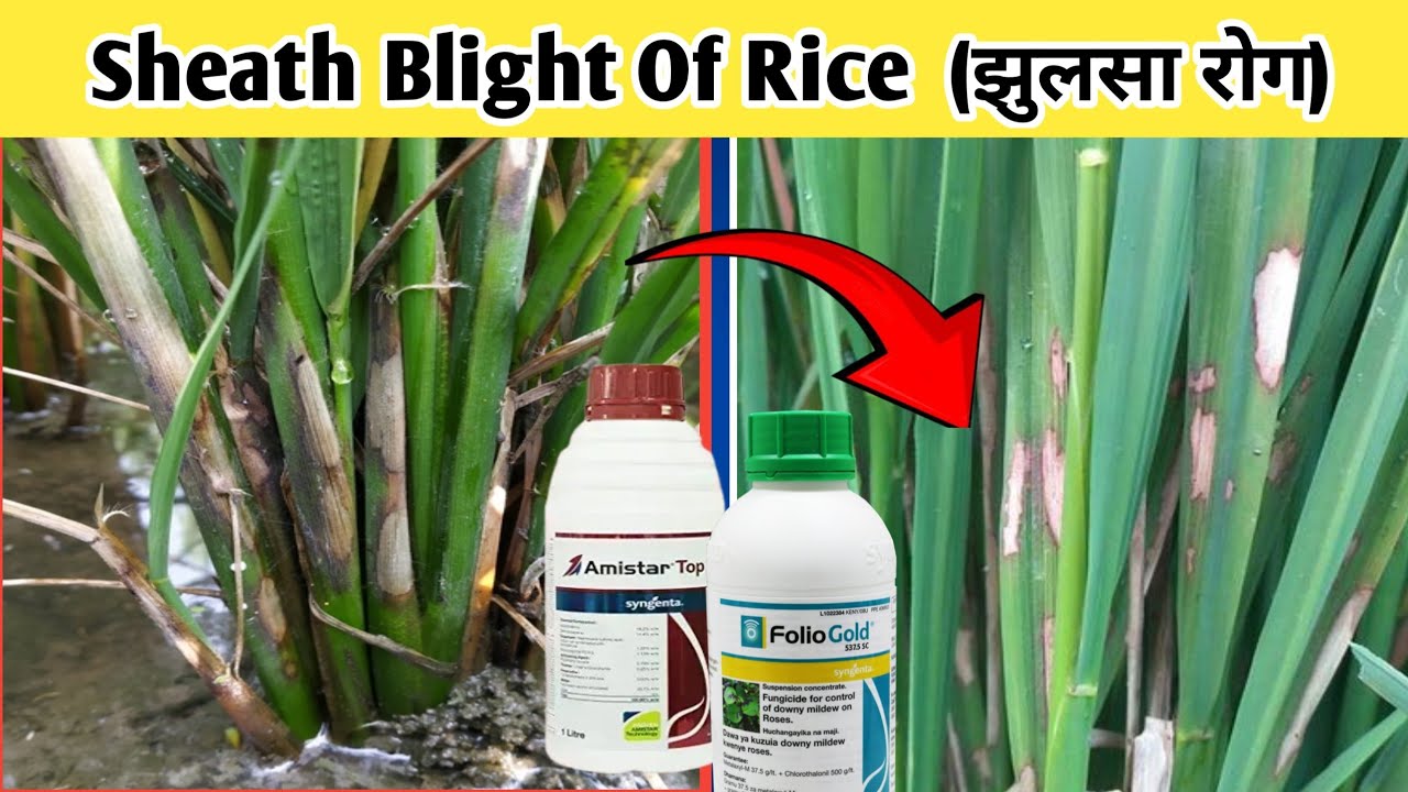 Sheath Blight Of Rice | Chemical Control Of Sheath Blight Of Rice ...