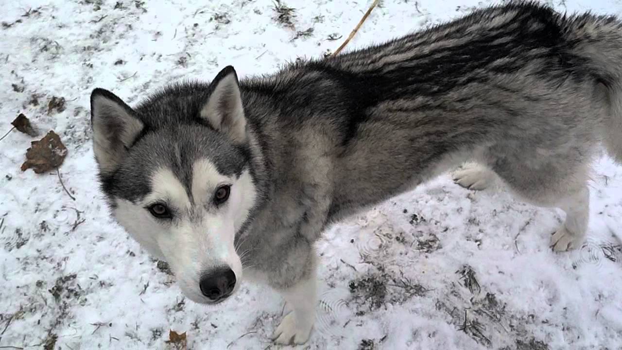 My Husky wooing - YouTube