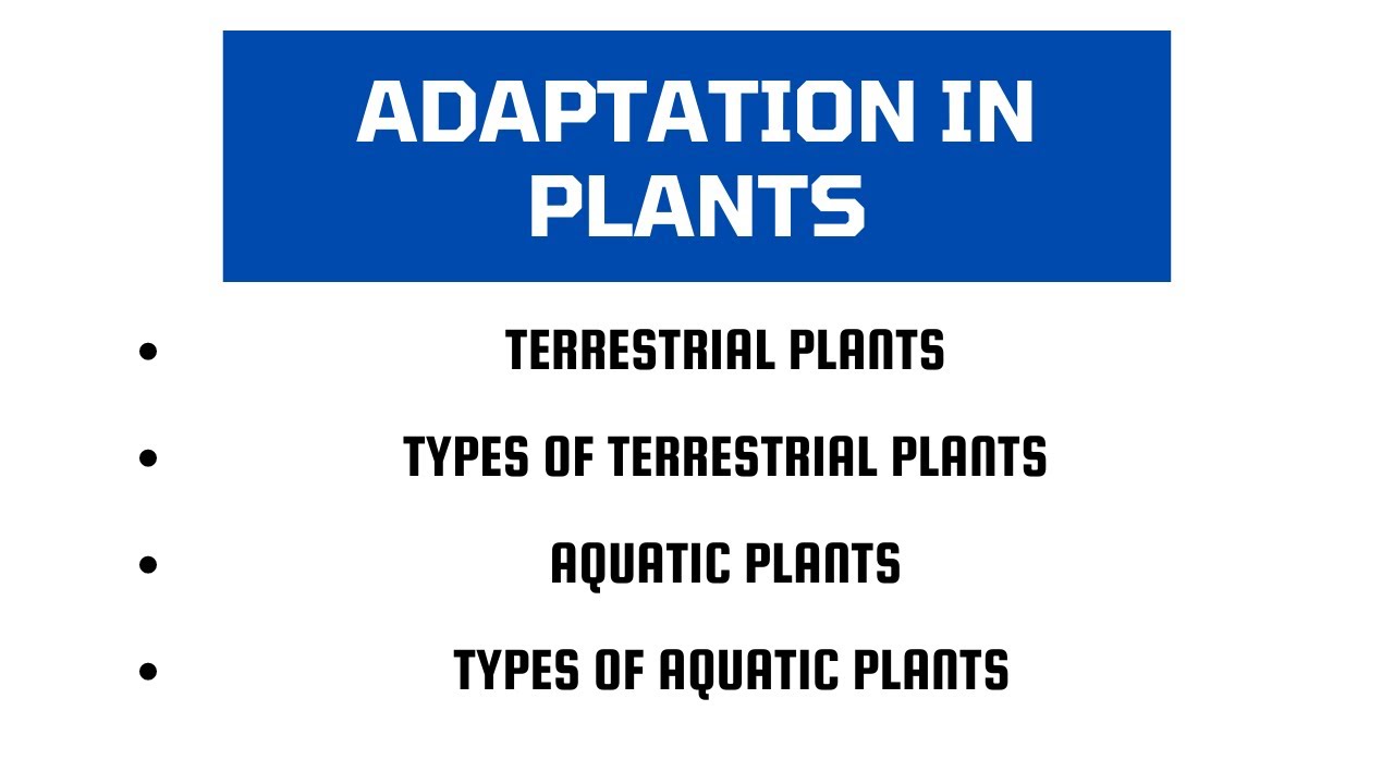 Class 5 Science ch 2 - Adaptation in Plants for Class 5 CBSE Class 5 ...