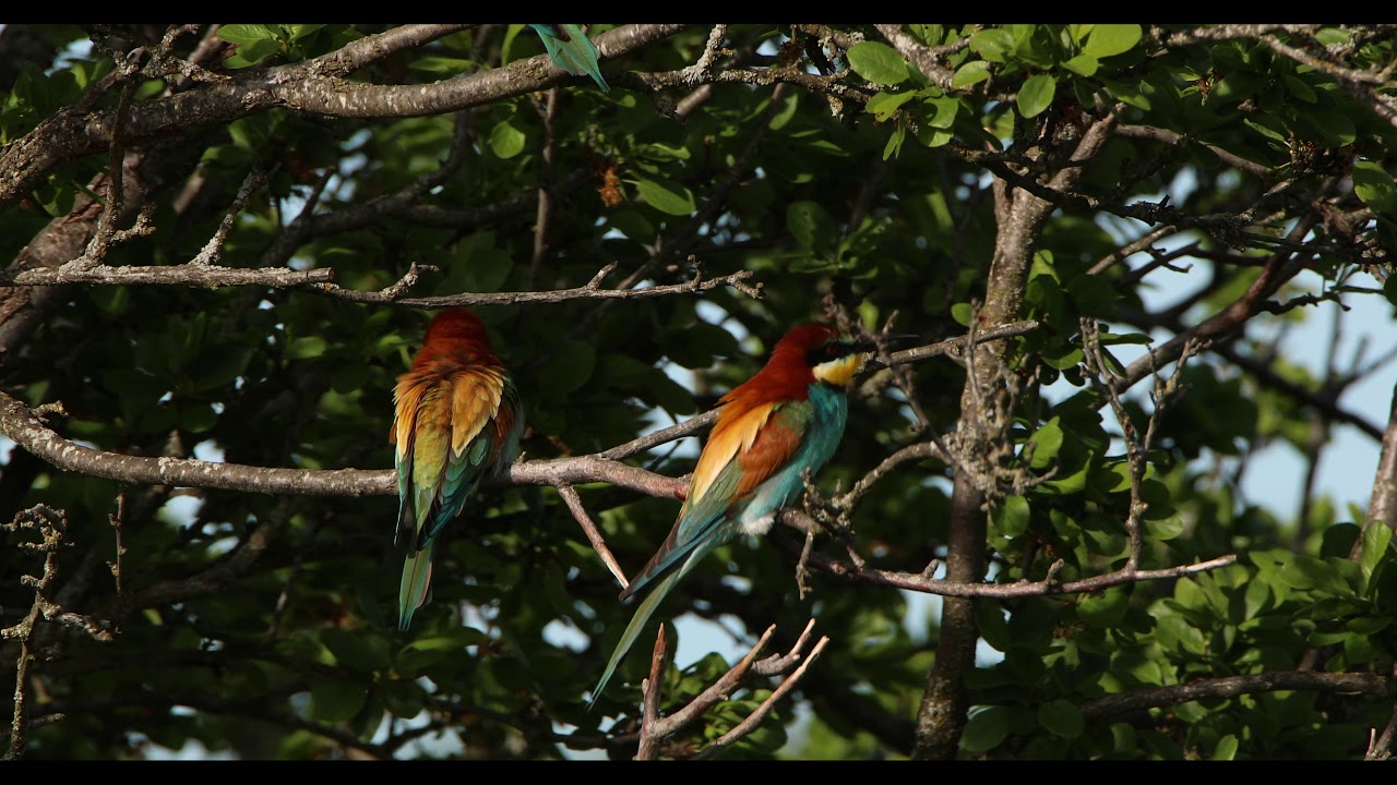 Merops apiaster - Beeeaters - Gargulli ne Kamenice. - YouTube