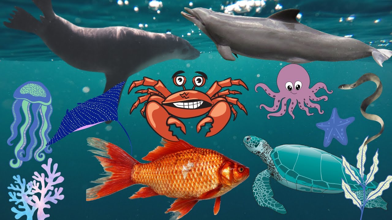OCEAN ANIMALS Names and Sounds : - Dolphin, Sea Lion, Blue Whale, Seal ...